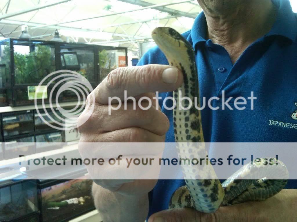 Grumpy snakes and urban myth | Reptile Forums
