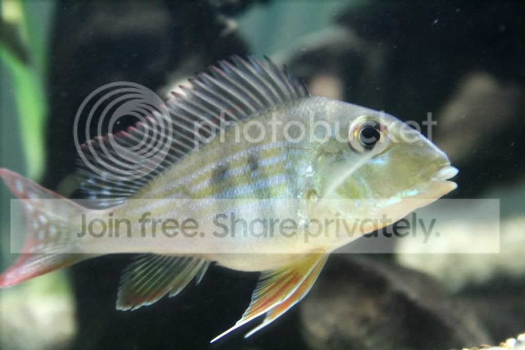 My 3ft Geophagus altifrons tank - Page 2