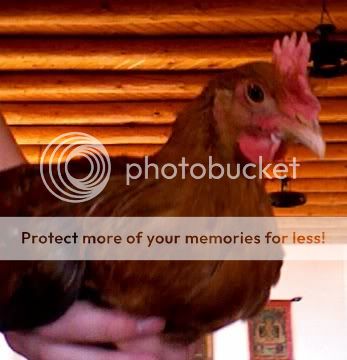 Partridge Penedesenca - Rooster??? | BackYard Chickens - Learn How to ...