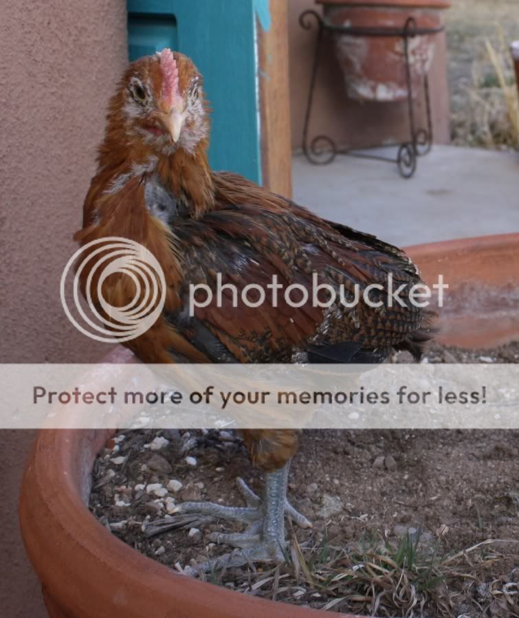 Partridge Penedesenca - Rooster??? | BackYard Chickens - Learn How to ...