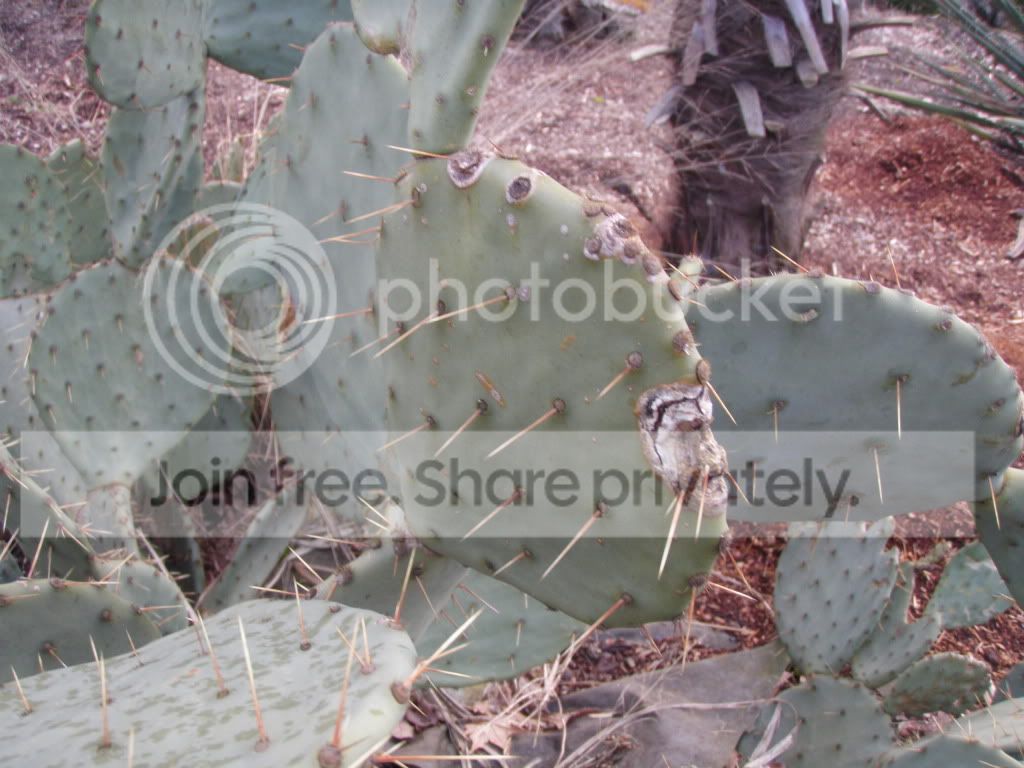 Opuntia Identification Help